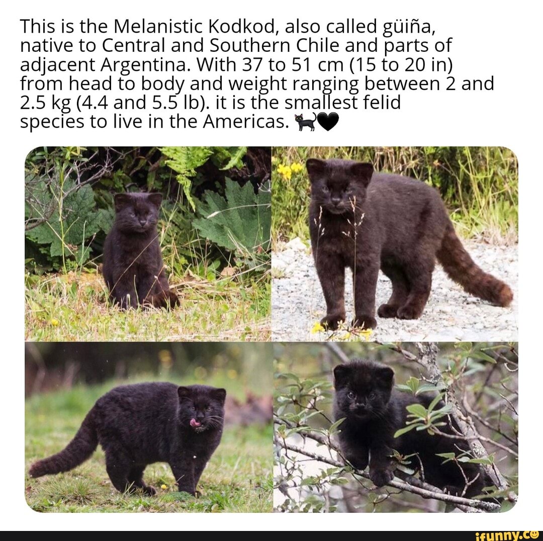 This is the Melanistic Kodkod, also called guifia, native to Central ...