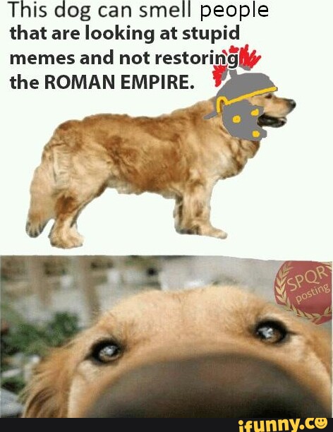 Dog Meme Stupid