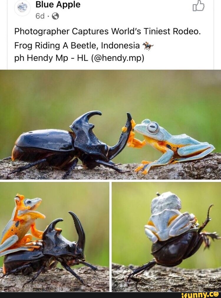 Blue Apple Photographer Captures World's Tiniest Rodeo. Frog Riding A ...