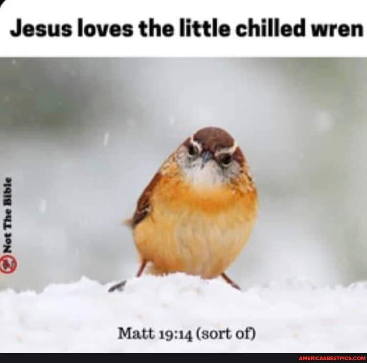 Jesus loves the little chilled wren Matt (sort of) - America’s best ...