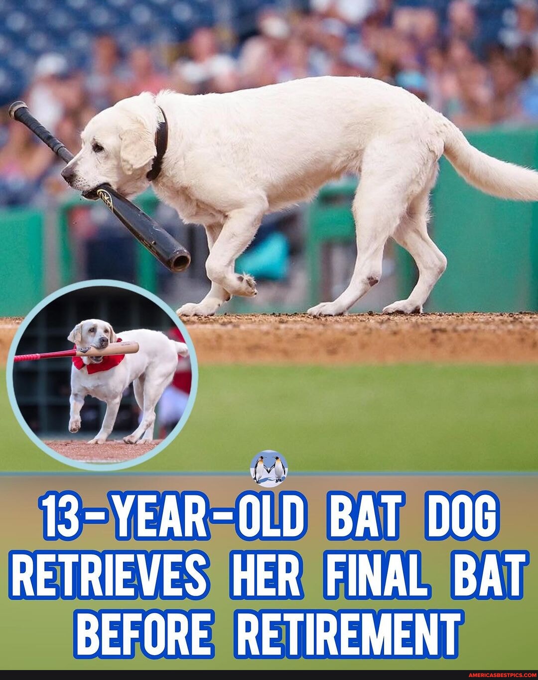 This is Layla, the bat dog for the Clearwater Threshers minor league ...