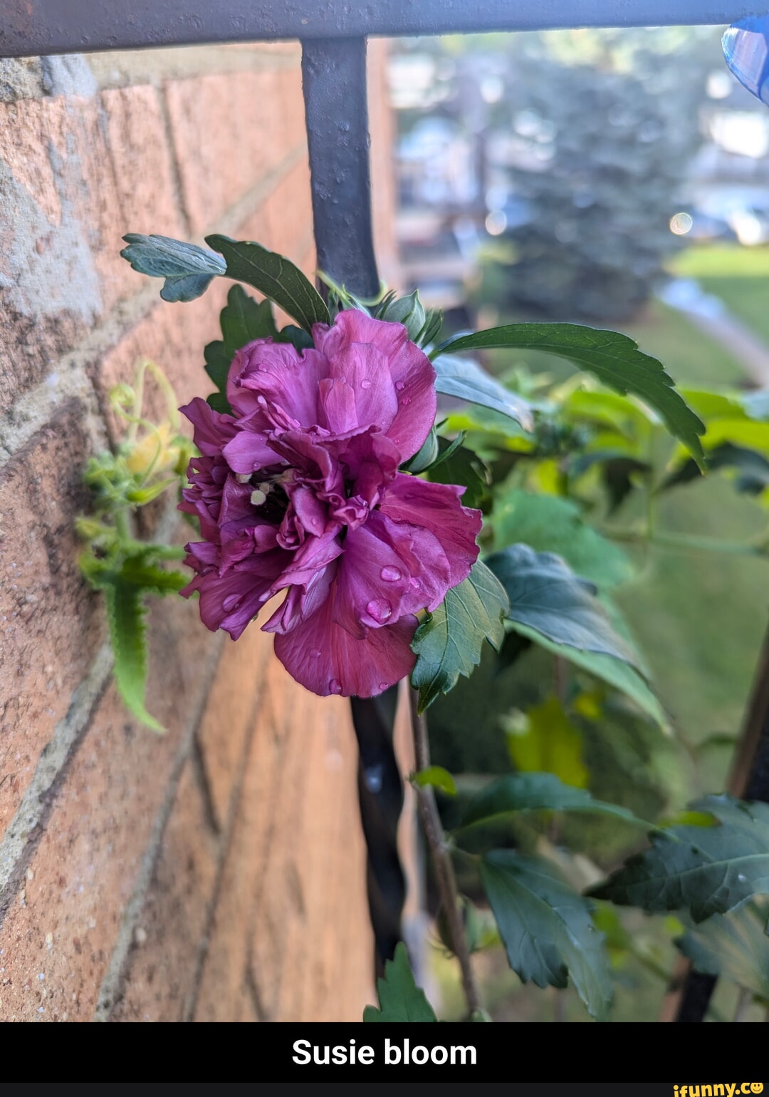 Susie memes. Best Collection of funny Susie pictures on iFunny