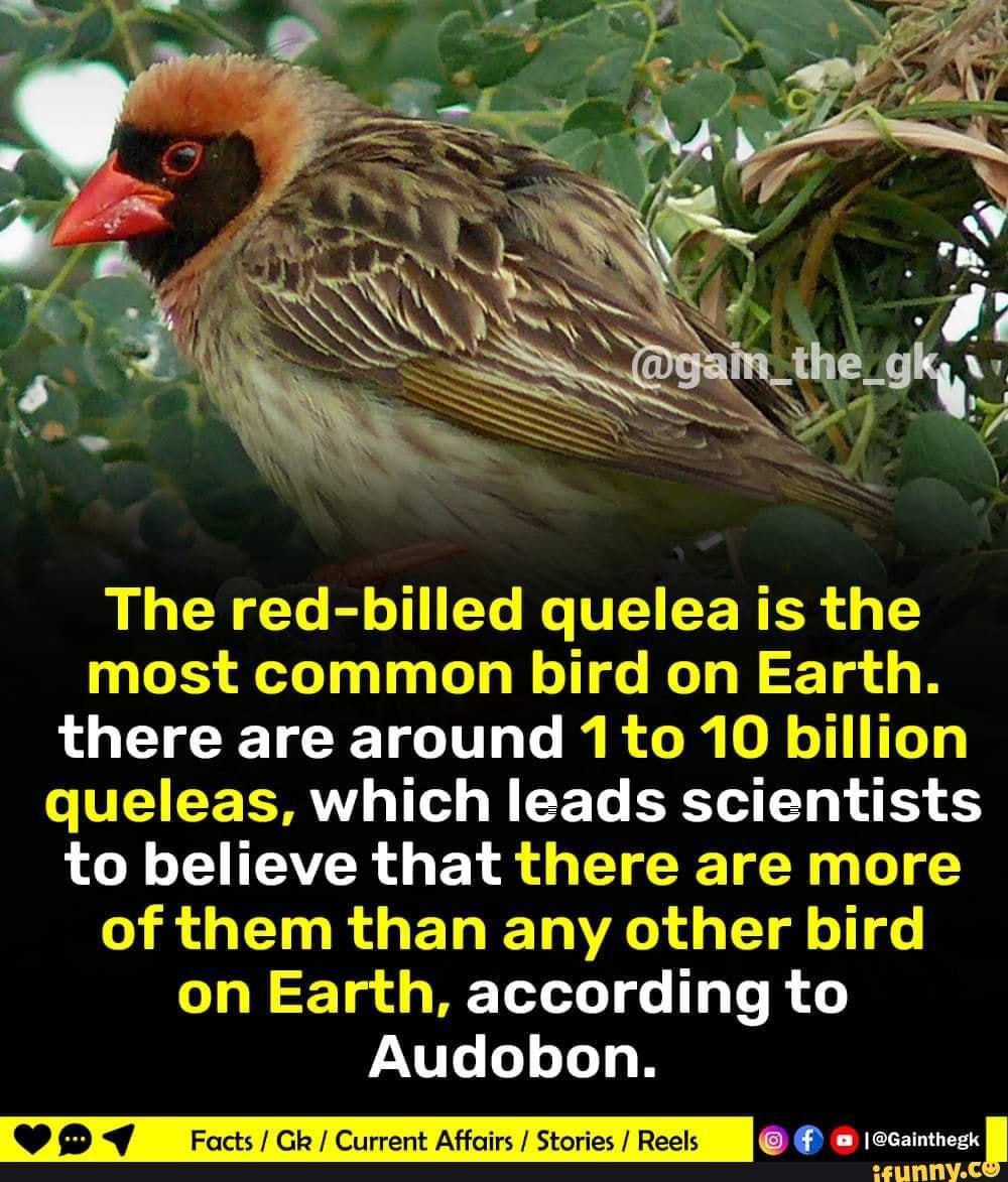 The red-billed quelea is the most common bird on Earth. there are ...