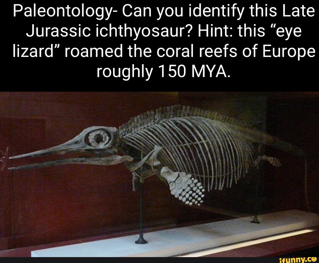 Paleontology- Can you identify this Late Jurassic ichthyosaur? Hint ...