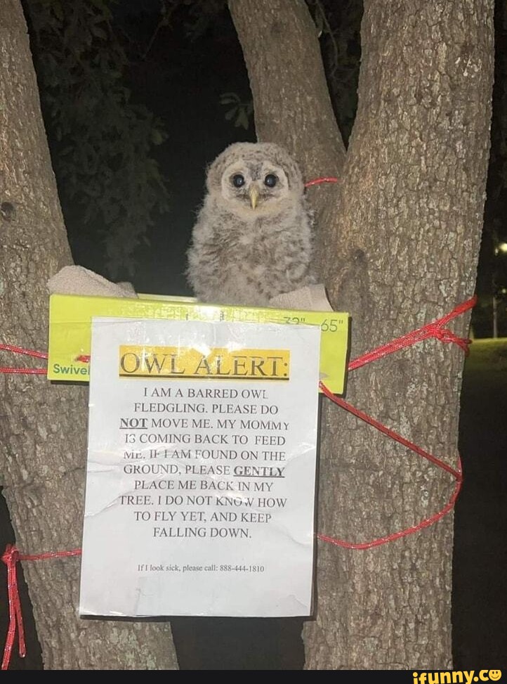 Fledgling memes. Best Collection of funny Fledgling pictures on iFunny