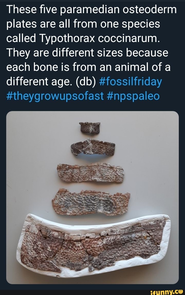 These five paramedian osteoderm plates are all from one species called ...