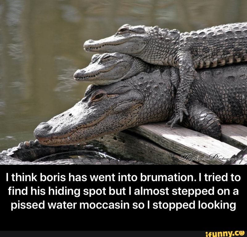 Brumation memes. Best Collection of funny Brumation pictures on iFunny