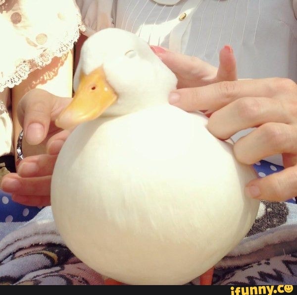 Callduck memes. Best Collection of funny Callduck pictures on iFunny