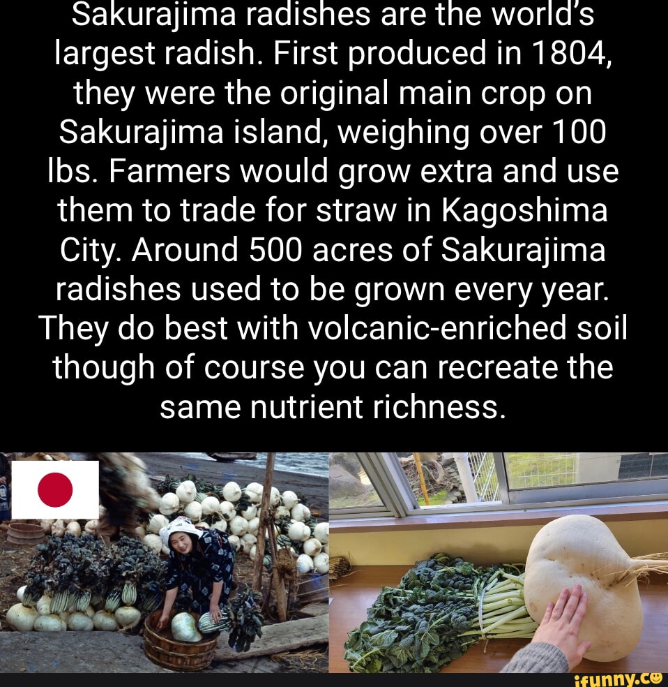 Sakurajima radishes are the worlds largest radish. First produced in ...