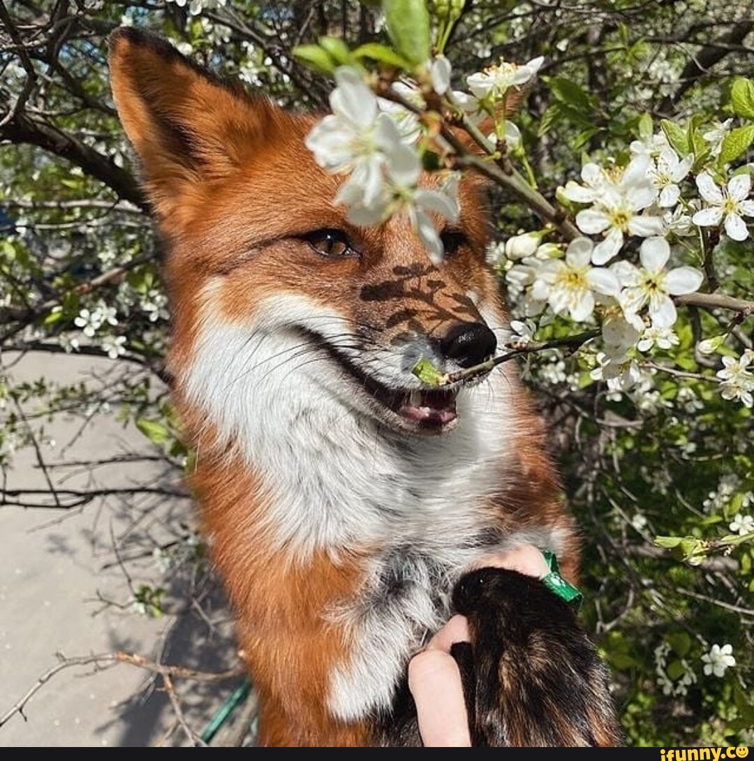 Picture memes rpuT7txbA by Foxxo - iFunny