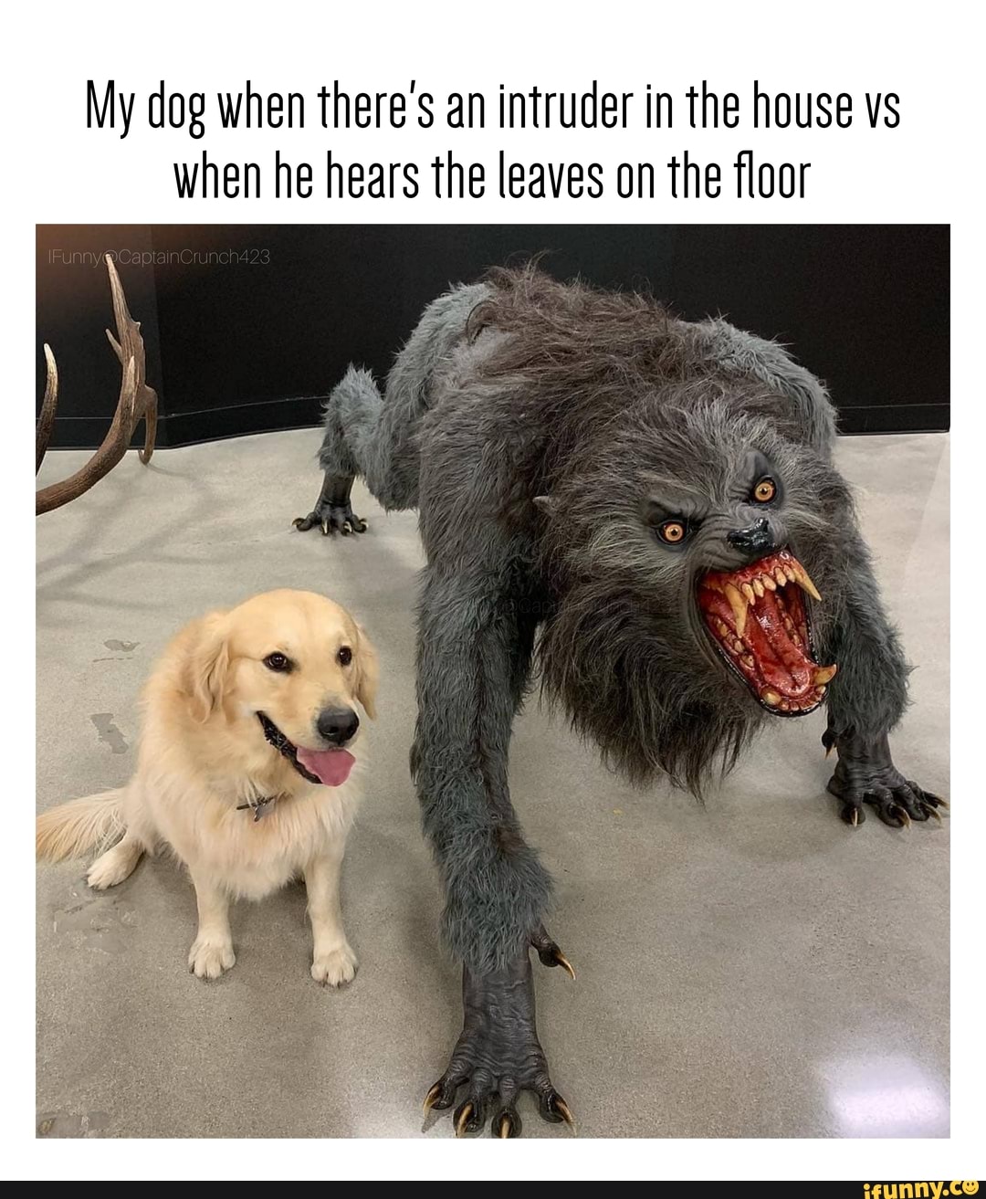 My dog when there's an intruder in the house vs when he hears the ...