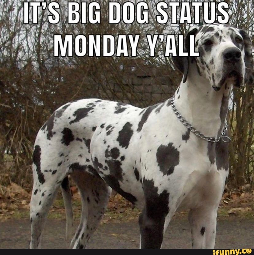 IT'S BIG DOG STATUS MONDAY Y'ALL - iFunny
