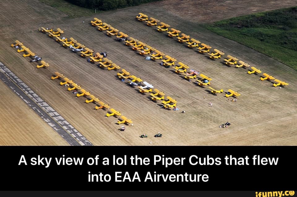 Pipercub memes. Best Collection of funny Pipercub pictures on iFunny
