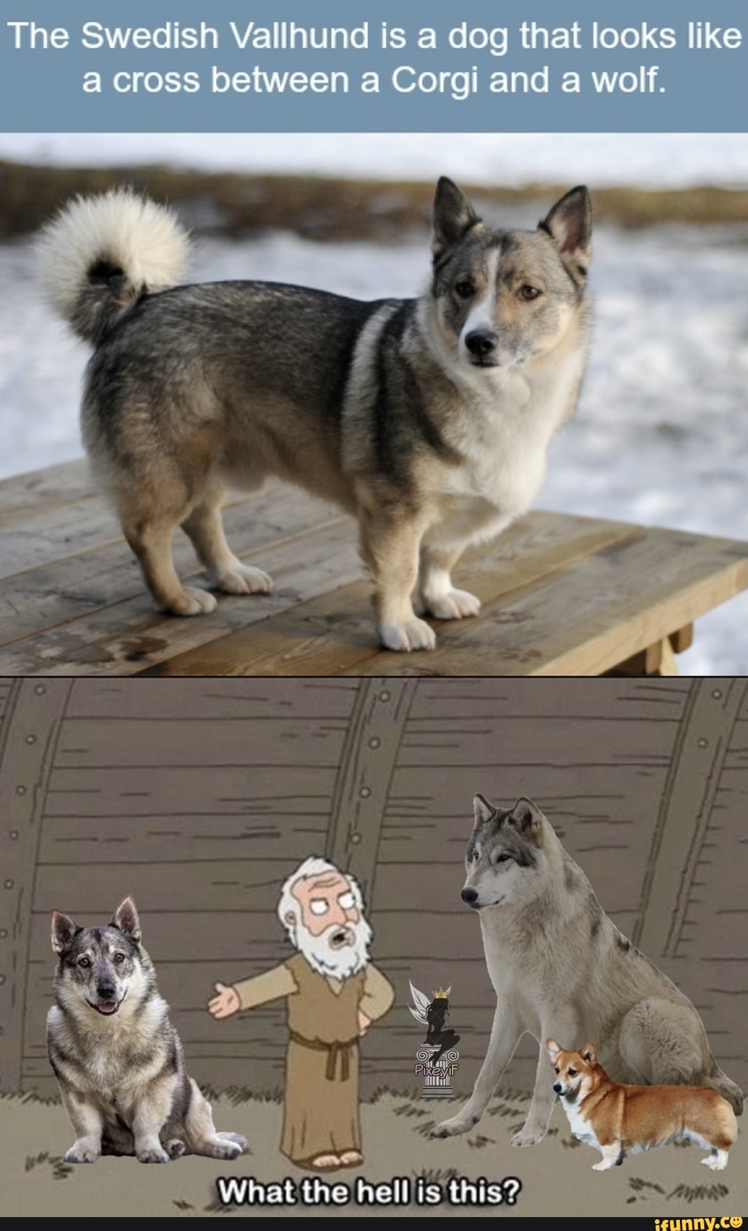 Valihund memes. Best Collection of funny Valihund pictures on iFunny
