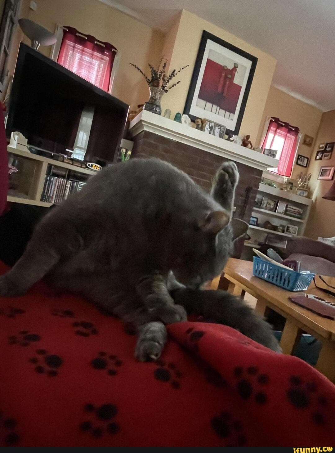 Goofy_cat memes. Best Collection of funny Goofy_cat pictures on iFunny