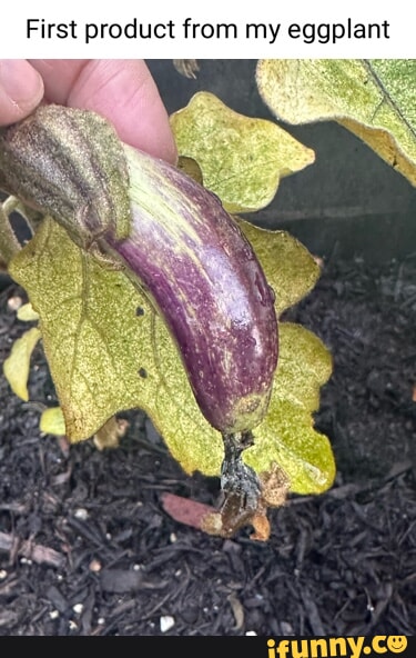 Eggplant memes. Best Collection of funny Eggplant pictures on iFunny