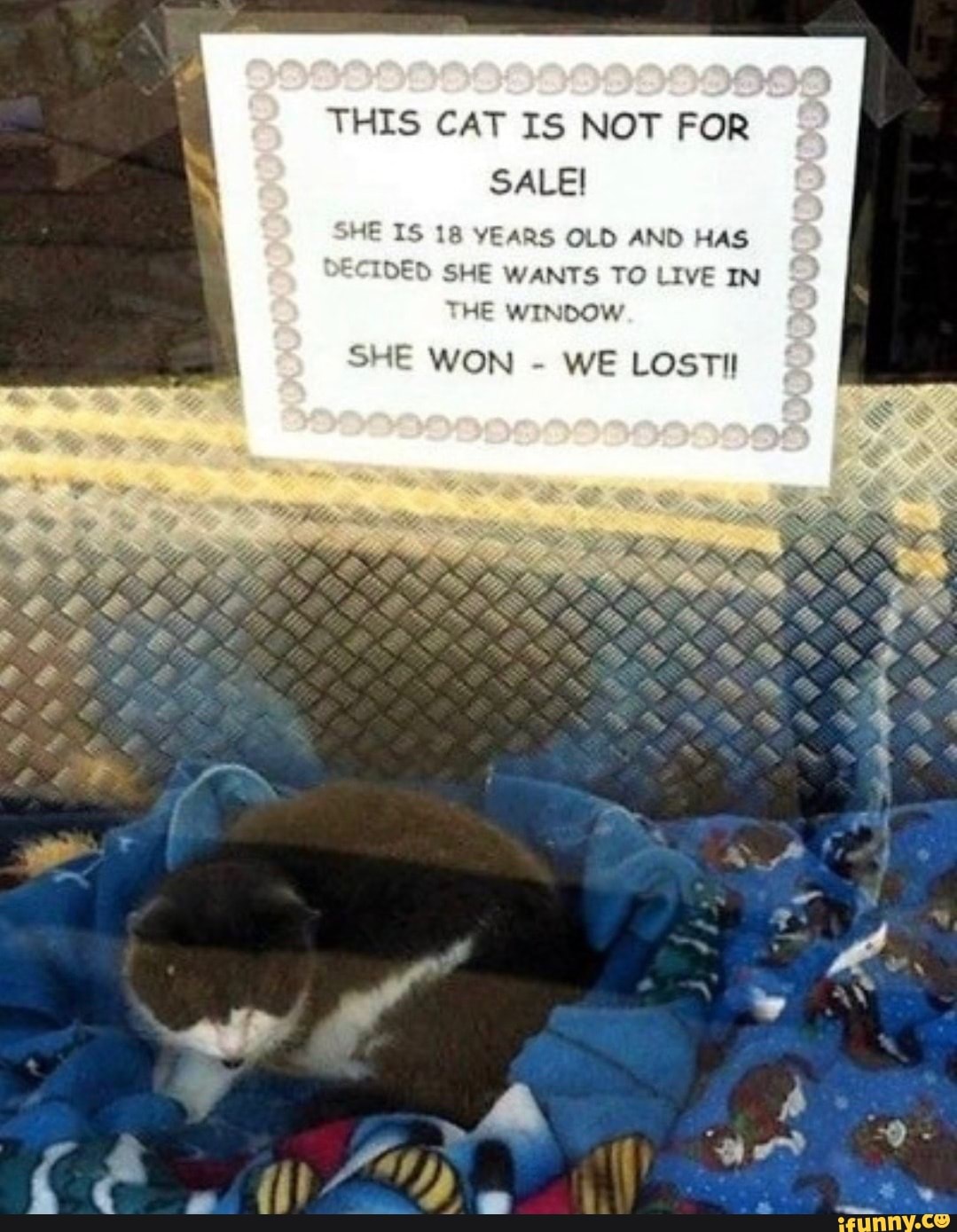 THIS CAT IS NOT FOR SALE! HE 18 YEARS OLD AND HAS SHE WANTS TO LIVE IN ...