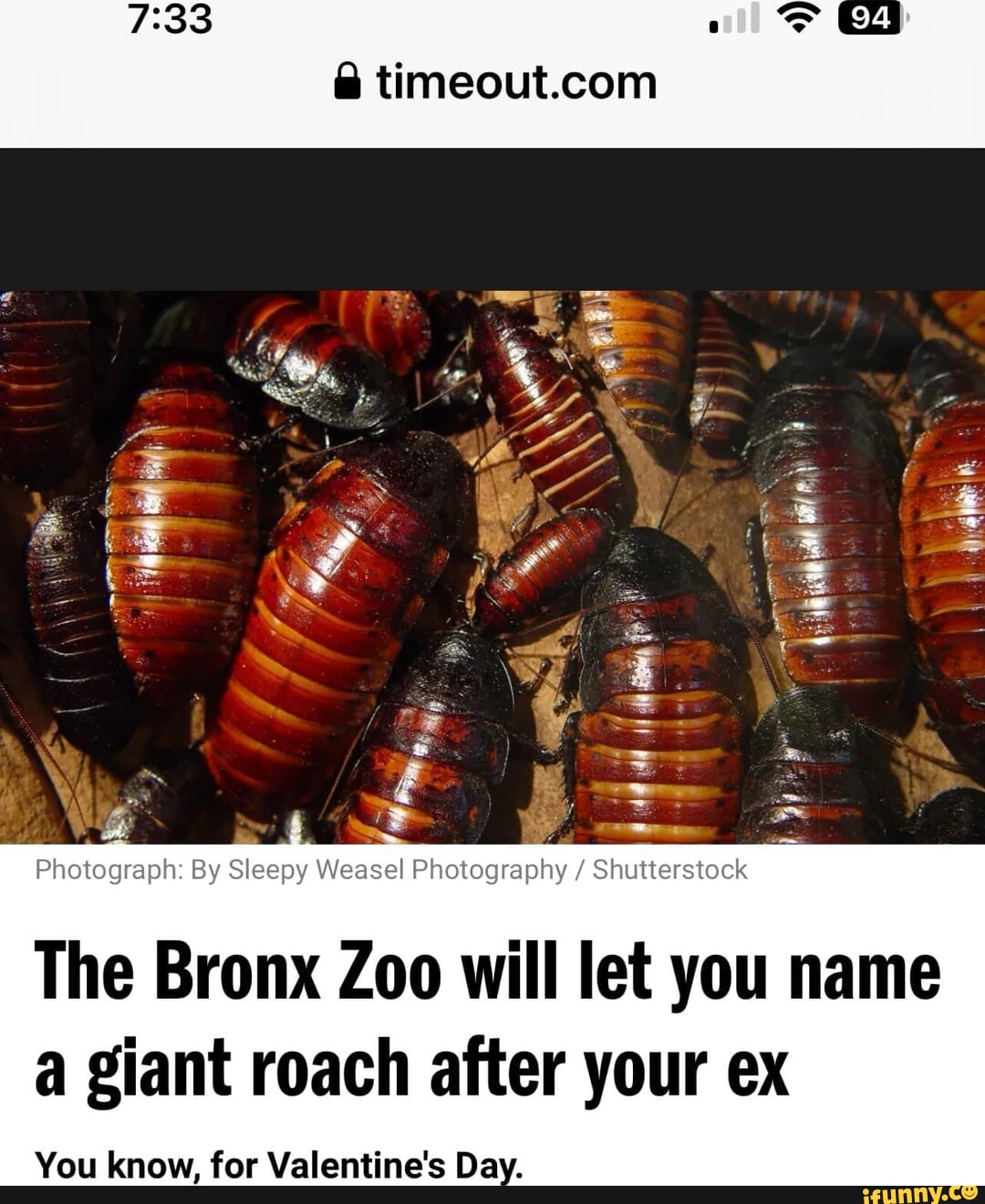 Weasel memes. Best Collection of funny Weasel pictures on iFunny