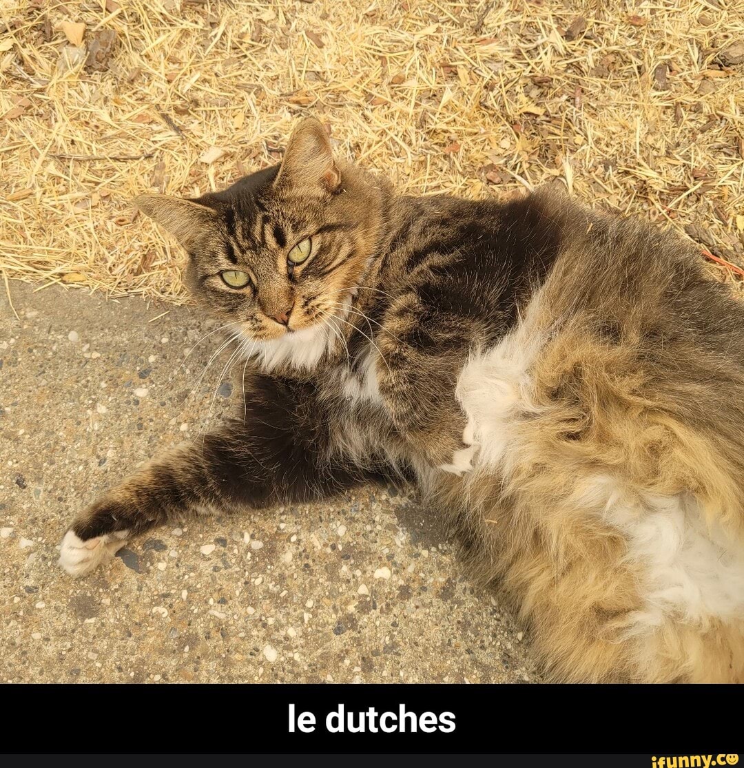 Dutches memes. Best Collection of funny Dutches pictures on iFunny