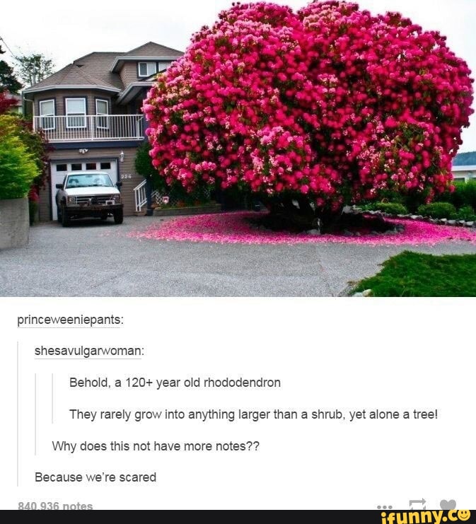 Princeweeniepants: shesavulgarwoman: Behold, a 120+ year old ...