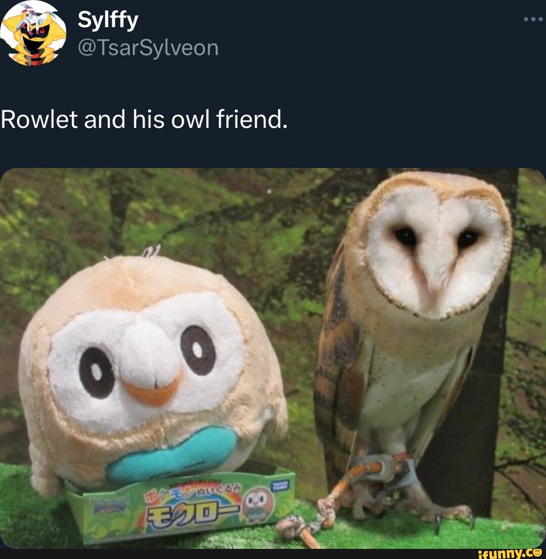Rowlet memes. Best Collection of funny Rowlet pictures on iFunny