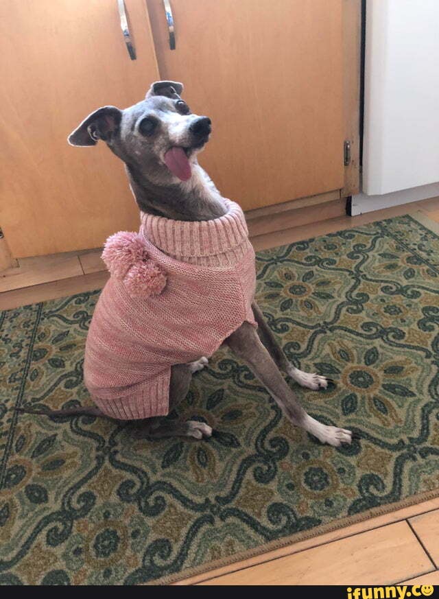 Jerb memes. Best Collection of funny Jerb pictures on iFunny