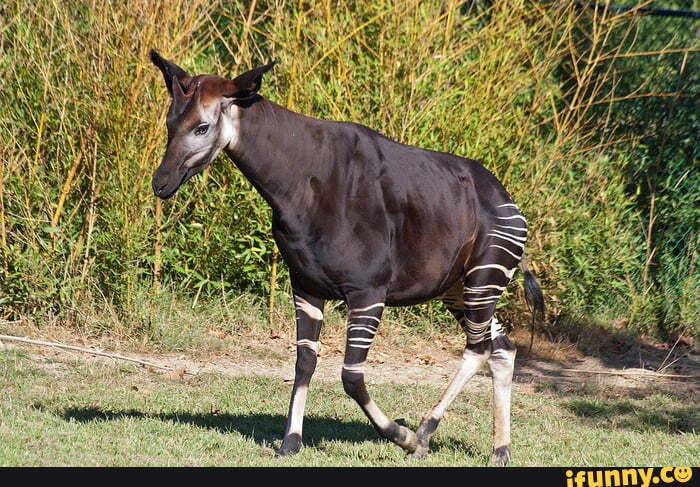 Okapi memes. Best Collection of funny Okapi pictures on iFunny