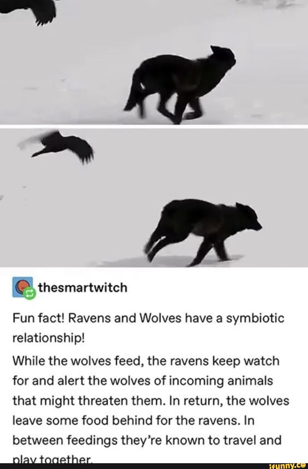 thesmartwitch Fun fact! Ravens and Wolves have a symbiotic relationship ...