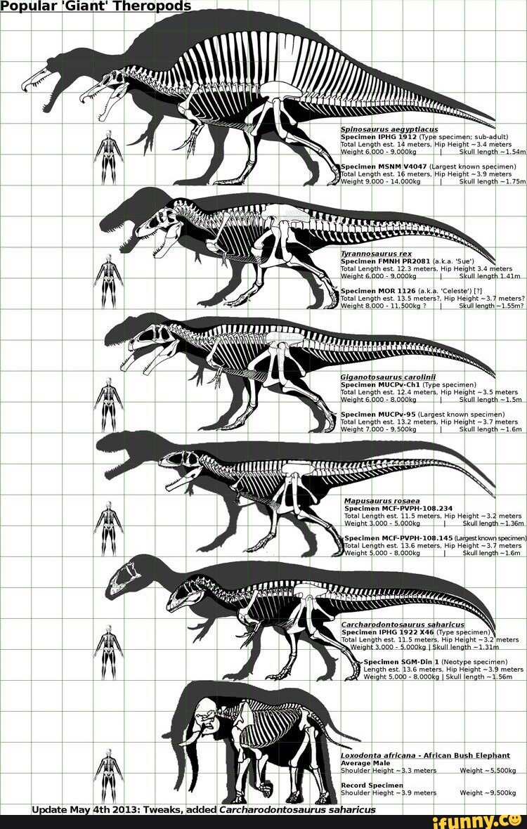 Popular Theropod: IN 'Spinosaurus aegyptiacus 'Specimen IPHG 1912 (Type ...