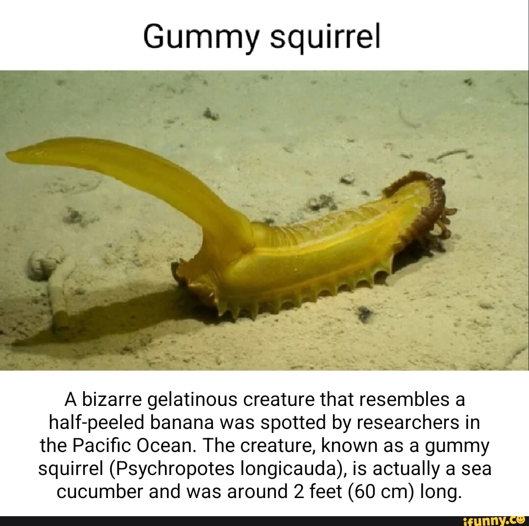 Gummy squirrel A bizarre gelatinous creature that resembles a half ...