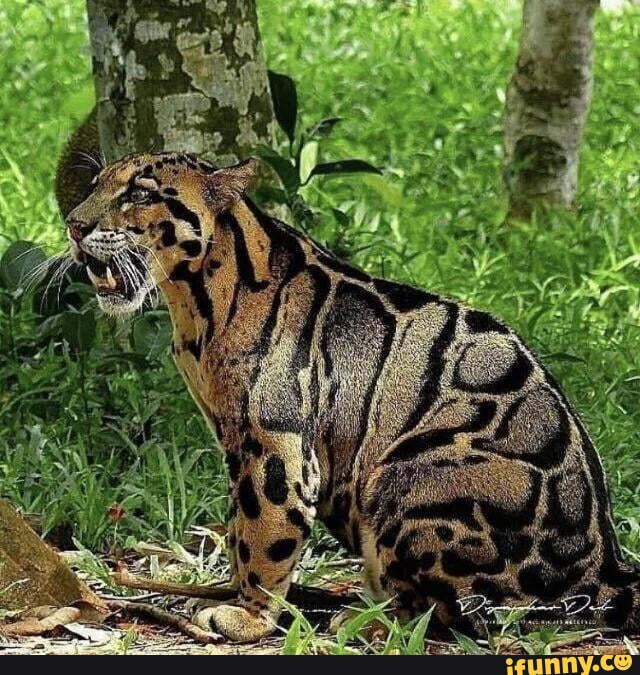 Clouded_leopard memes. Best Collection of funny Clouded_leopard ...