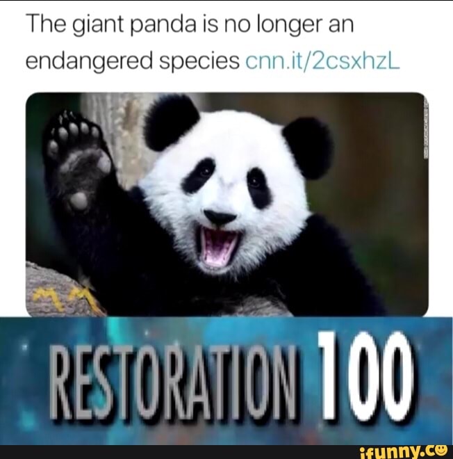 Panda Meme How About No