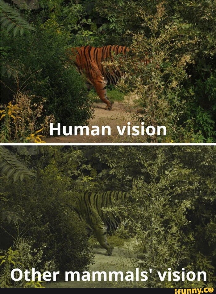 Human vision Other mammals' vision - iFunny