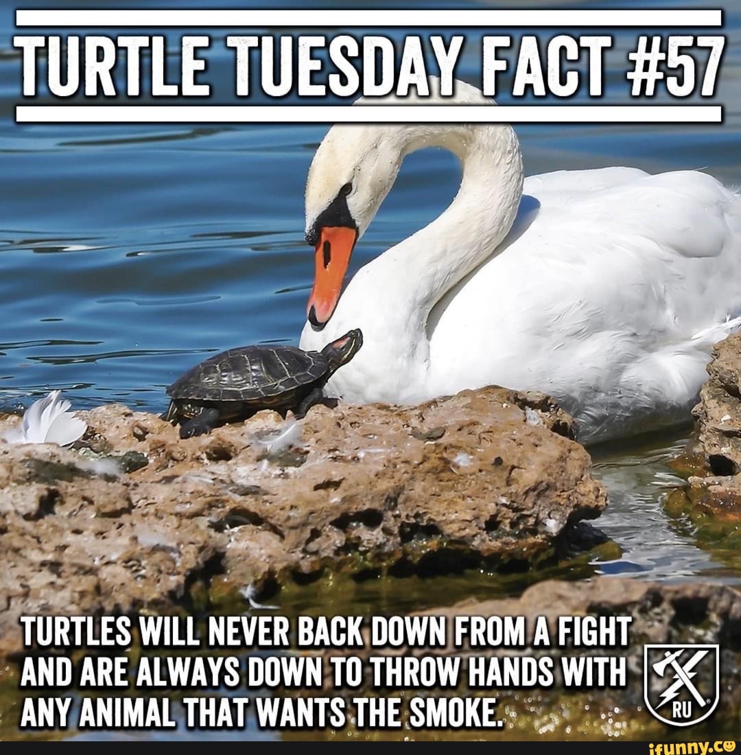 TURTLES mL NEVER BACK DOWNJFRO FROM/A FIGHT = ANDARE ALWAYS DOWN'TO ...