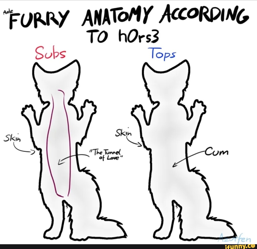 "FURRY ANATOMY ACCORDING TO hOrs3 Subs Tops - iFunny