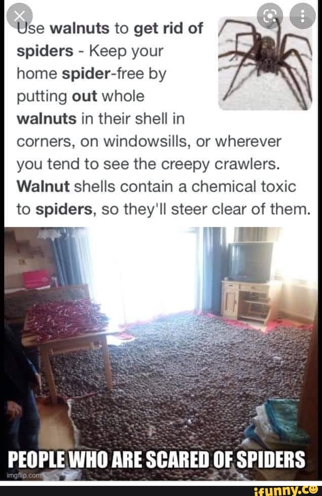 Walnuts memes. Best Collection of funny Walnuts pictures on iFunny