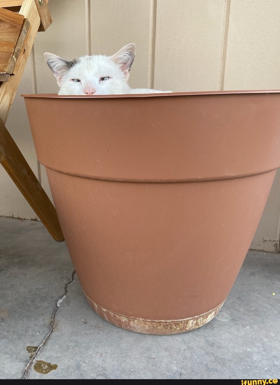 Memecat memes. Best Collection of funny Memecat pictures on iFunny