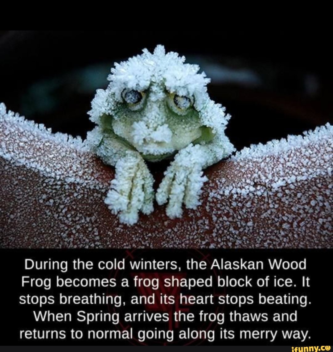 During the cold winters, the Alaskan Wood Frog becomes a frog shaped ...