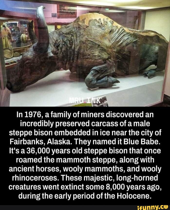 MAU INK In 1976, a family of miners discovered an incredibly preserved ...