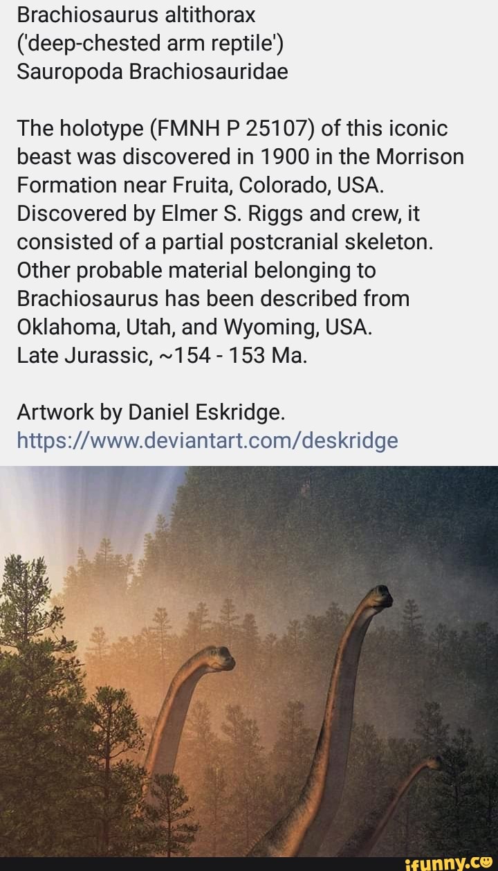 Brachiosaurus altithorax ('deep-chested arm reptile') Sauropoda ...