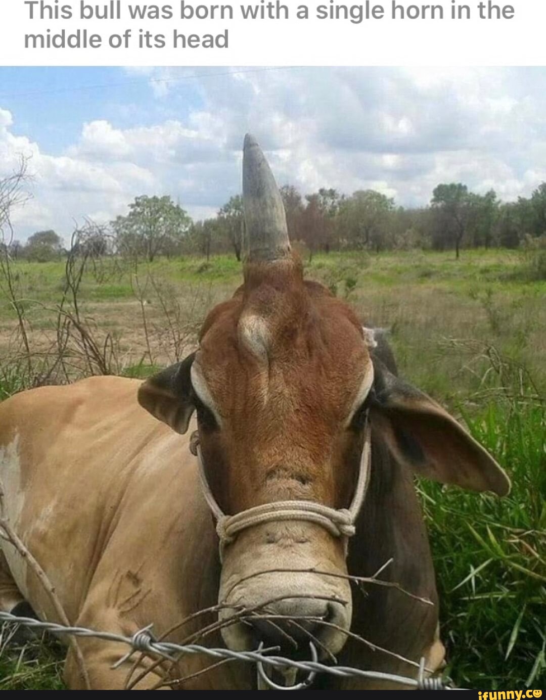 This bull was born with a single horn in the middle of its head - iFunny