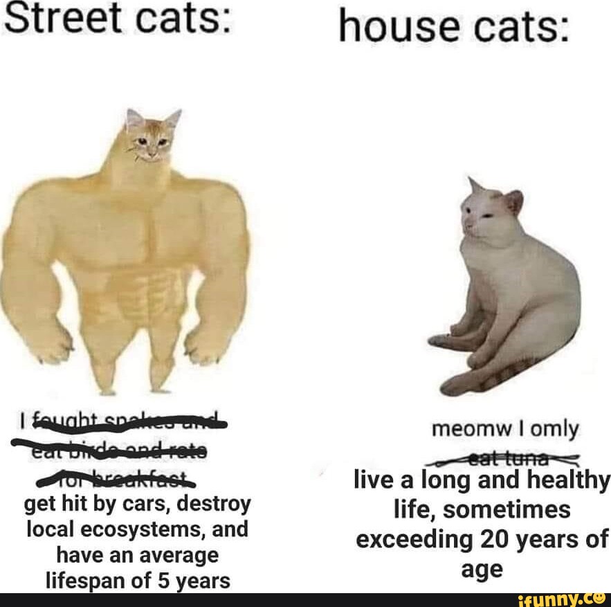 Picture memes W2pGC0kMA by MopeyAlmond - iFunny