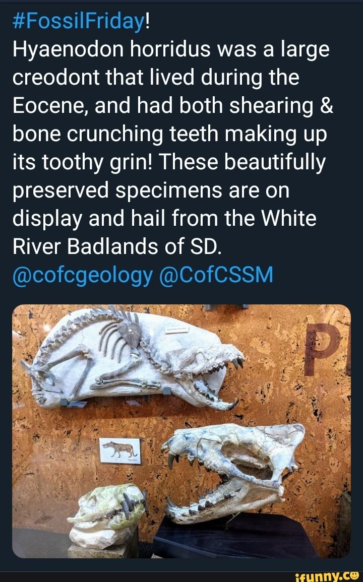 #FossiIFriday! Hyaenodon horridus was a large creodont that lived ...