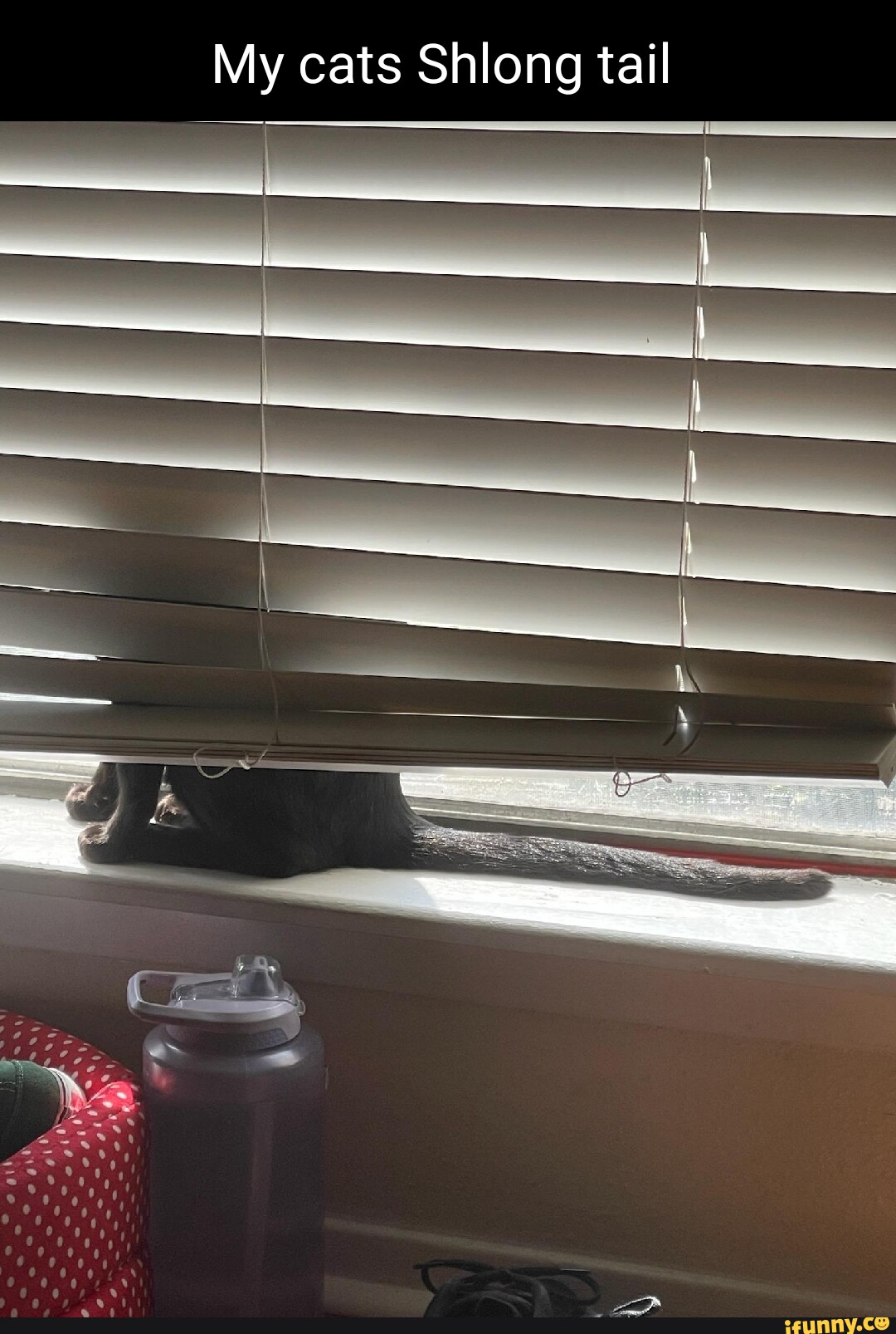 Shlong memes. Best Collection of funny Shlong pictures on iFunny