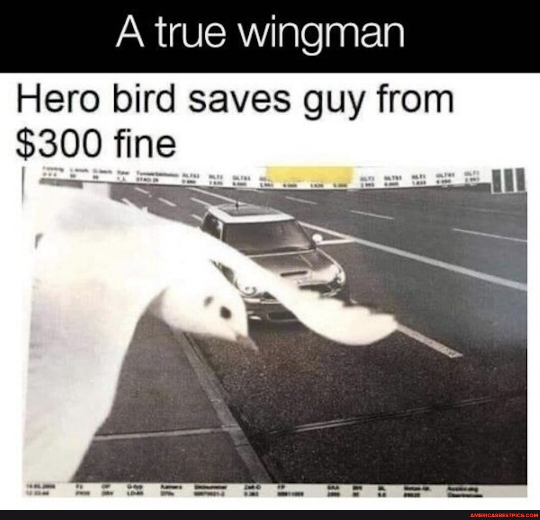 Hero bird saves guy from fir fine - America’s best pics and videos