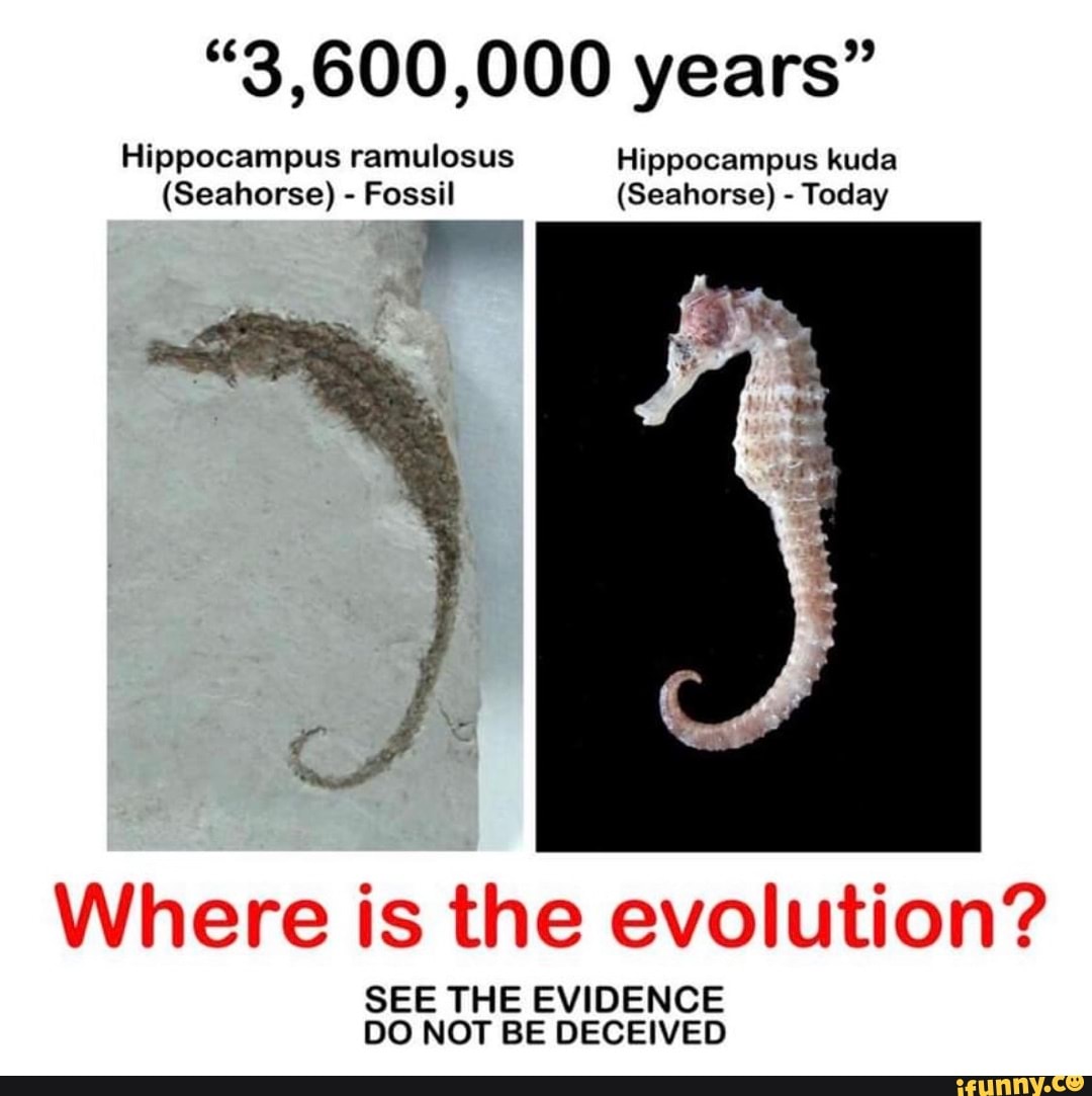 Hippocampus memes. Best Collection of funny Hippocampus pictures on iFunny