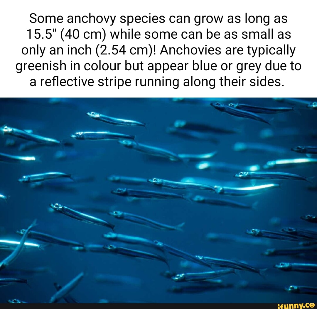 Anchovies memes. Best Collection of funny Anchovies pictures on iFunny