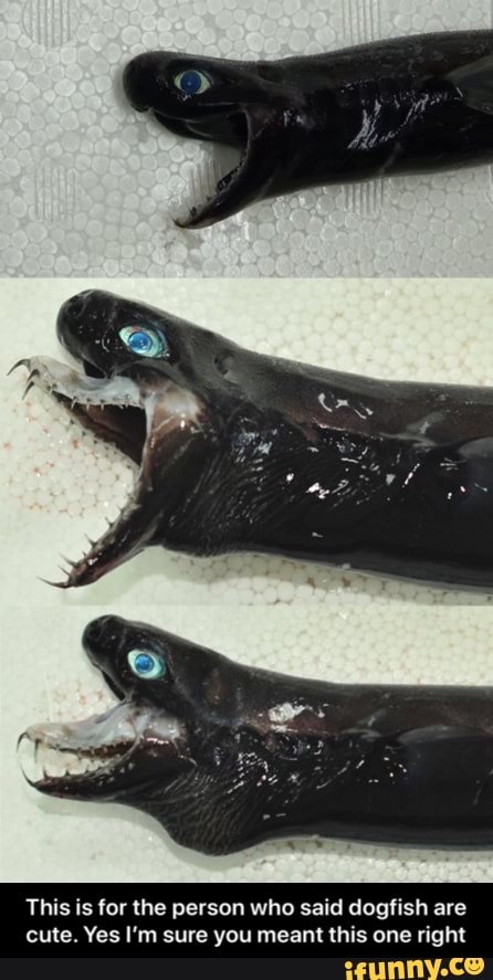 Dogfish memes. Best Collection of funny Dogfish pictures on iFunny