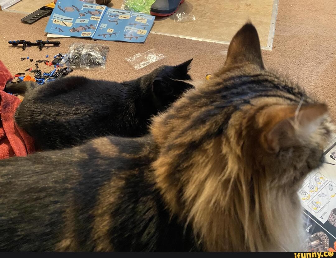 Guard_cat memes. Best Collection of funny Guard_cat pictures on iFunny