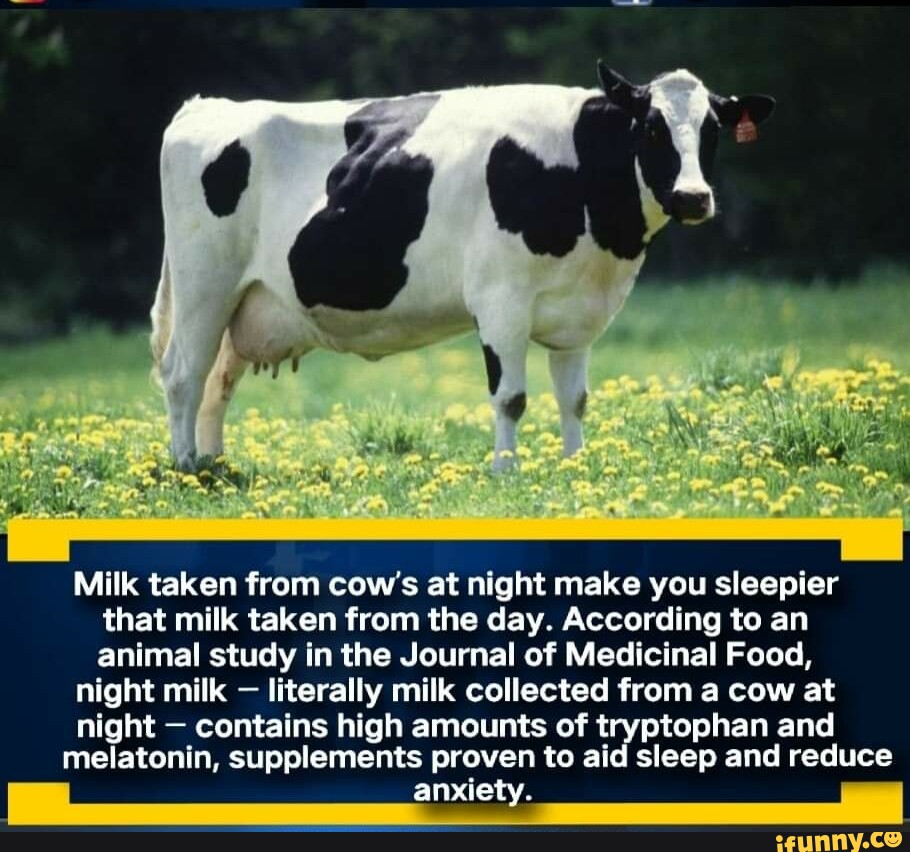 Milk taken from cow's at night make you sleepier that milk taken from ...